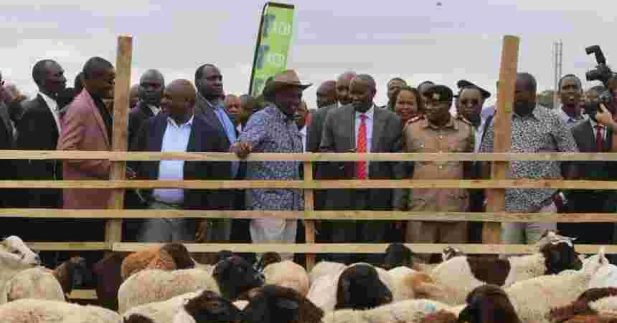 DP William Ruto Carries Sh10 Million in a Bag to Kajiado Goat Auction ...
