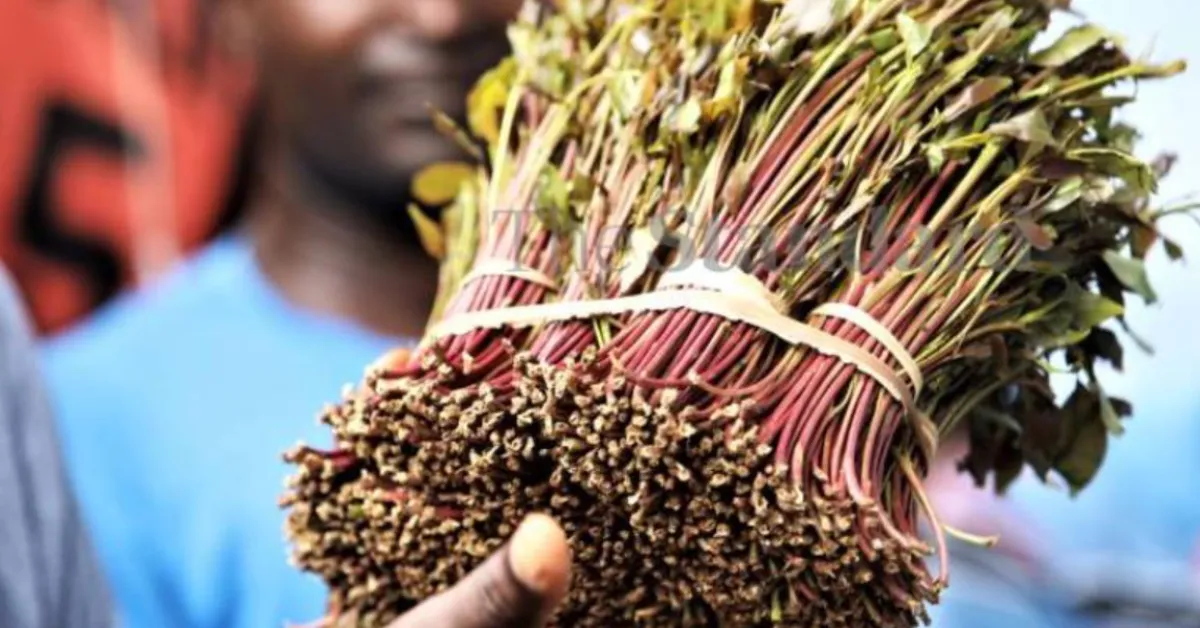 Meru University in New Bid to Turn Miraa into Drinkable Sachets ...